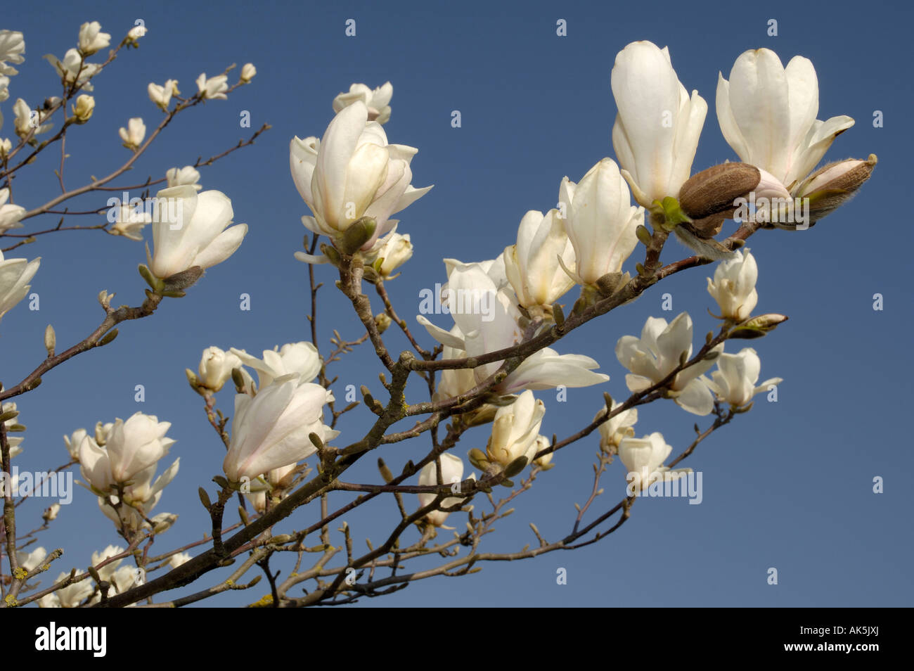 Magnolia spec hi-res stock photography and images - Alamy