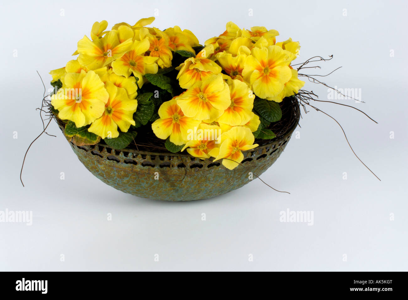 Primrose primula vulgaris cut out hi-res stock photography and images ...