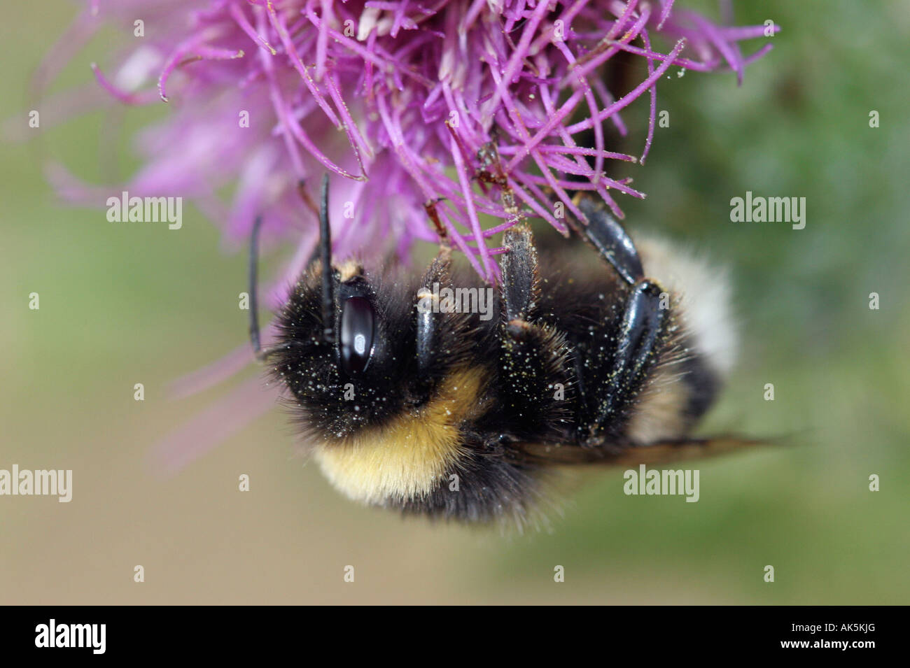 White-tailed Bumble Bee Stock Photo - Alamy
