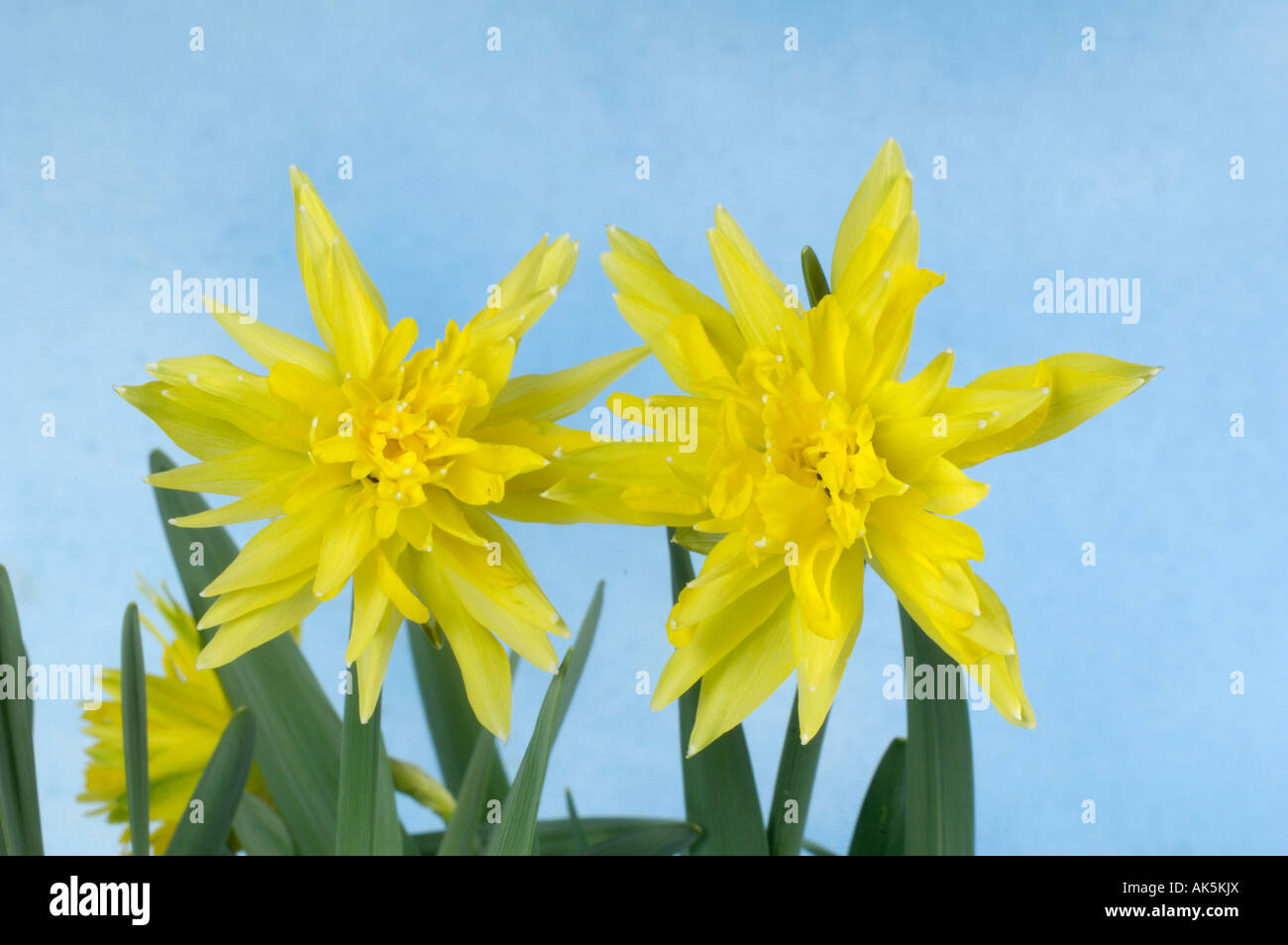 Daffodil narcissus spec hi-res stock photography and images - Alamy