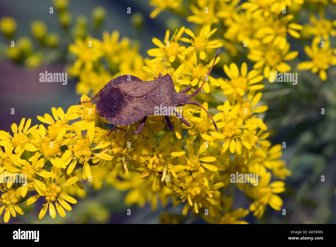 Coreid bug hi-res stock photography and images - Alamy