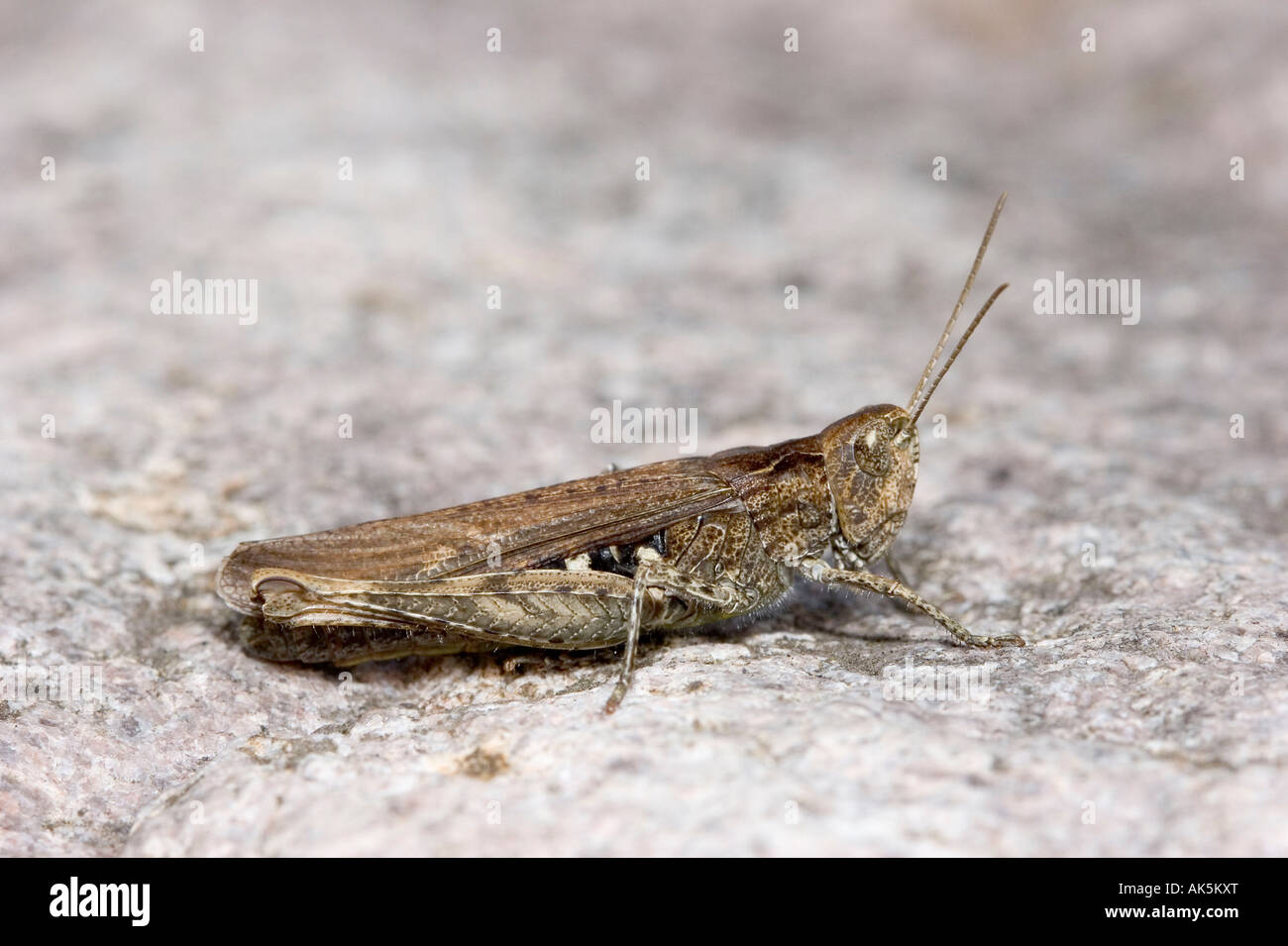 Common Field Grasshopper Stock Photo - Alamy