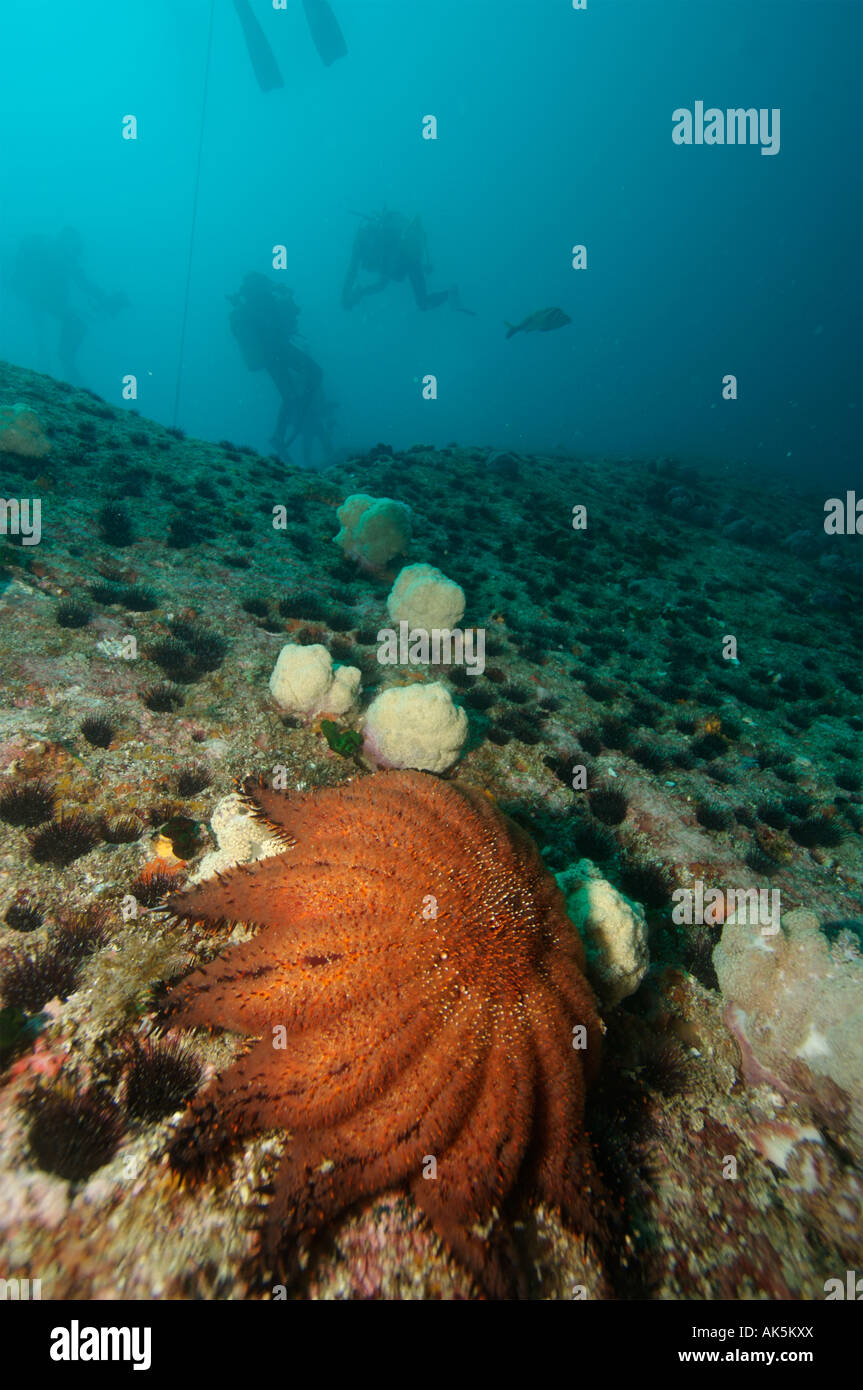 starfish in japan reef Stock Photo - Alamy