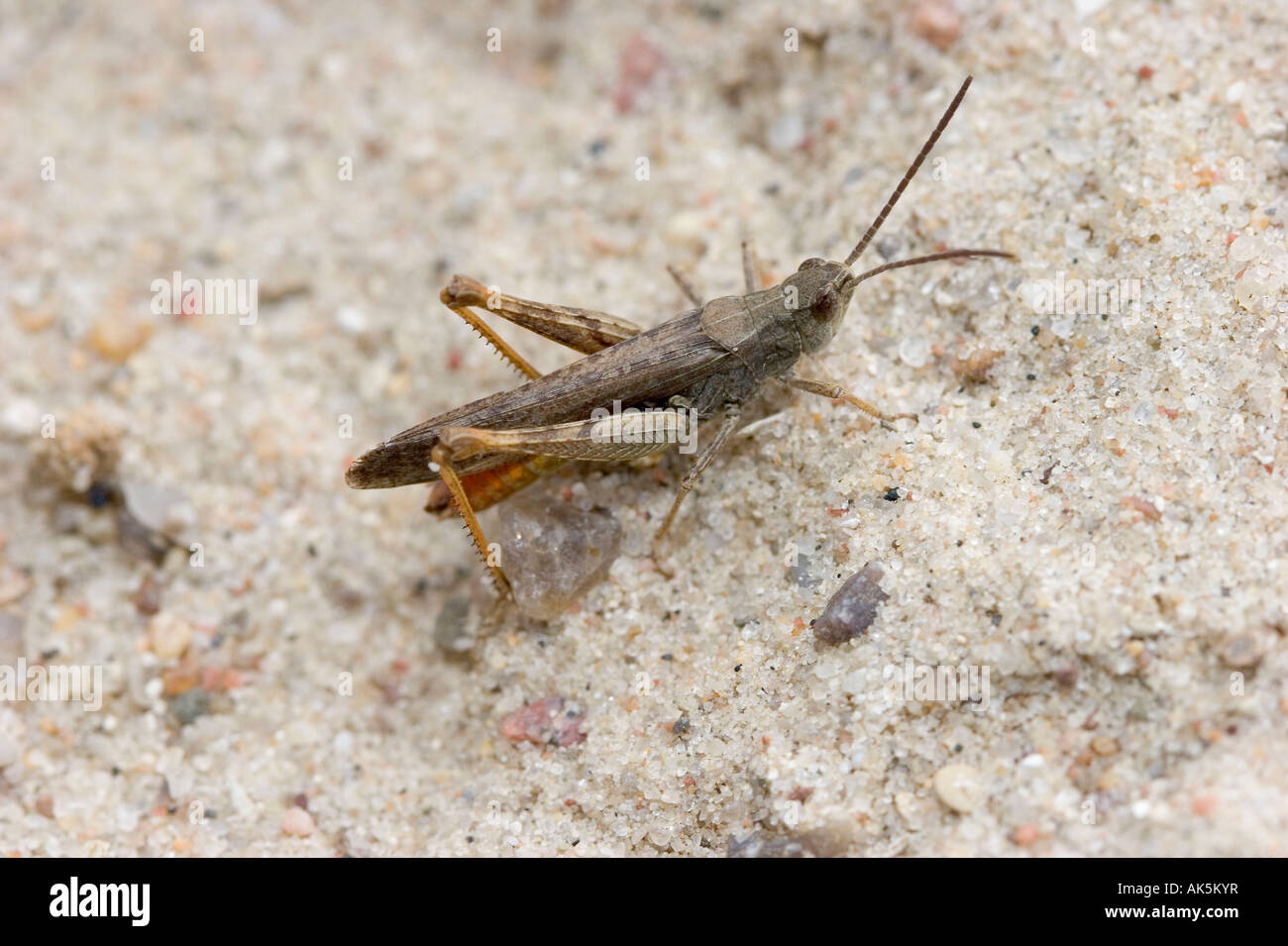 Common Field Grasshopper Stock Photo - Alamy