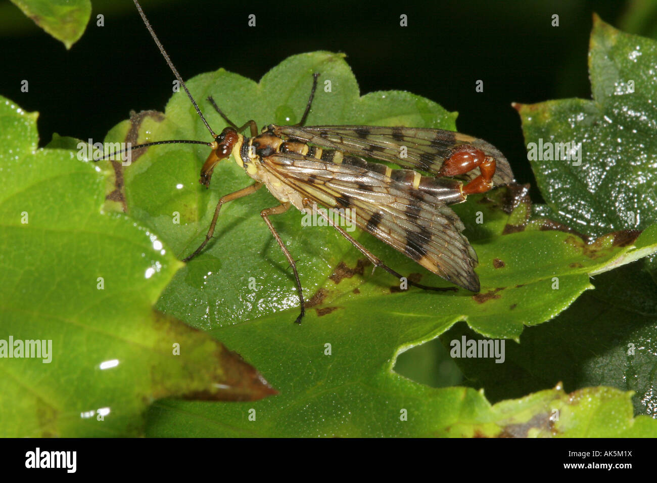 Common Scorpion Fly Stock Photo - Alamy