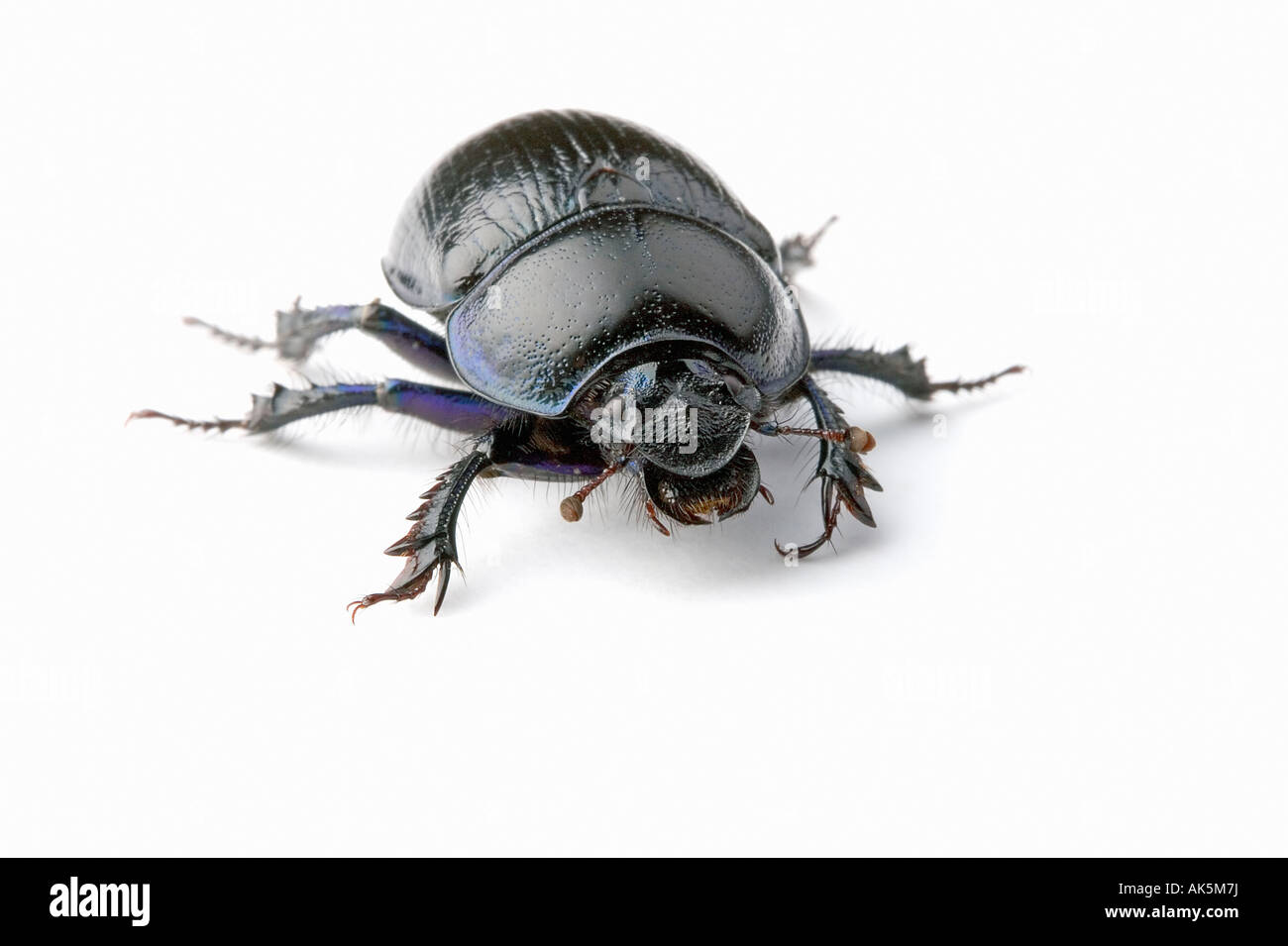 Black dung beetle Cut Out Stock Images & Pictures - Alamy