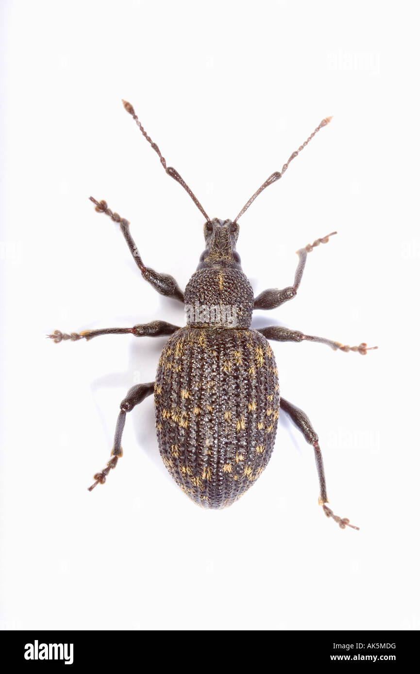 Weevil beetles Cut Out Stock Images & Pictures - Alamy