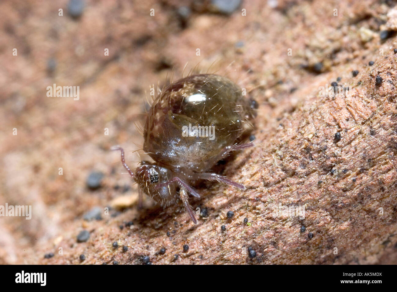 Collembola europe hi-res stock photography and images - Alamy