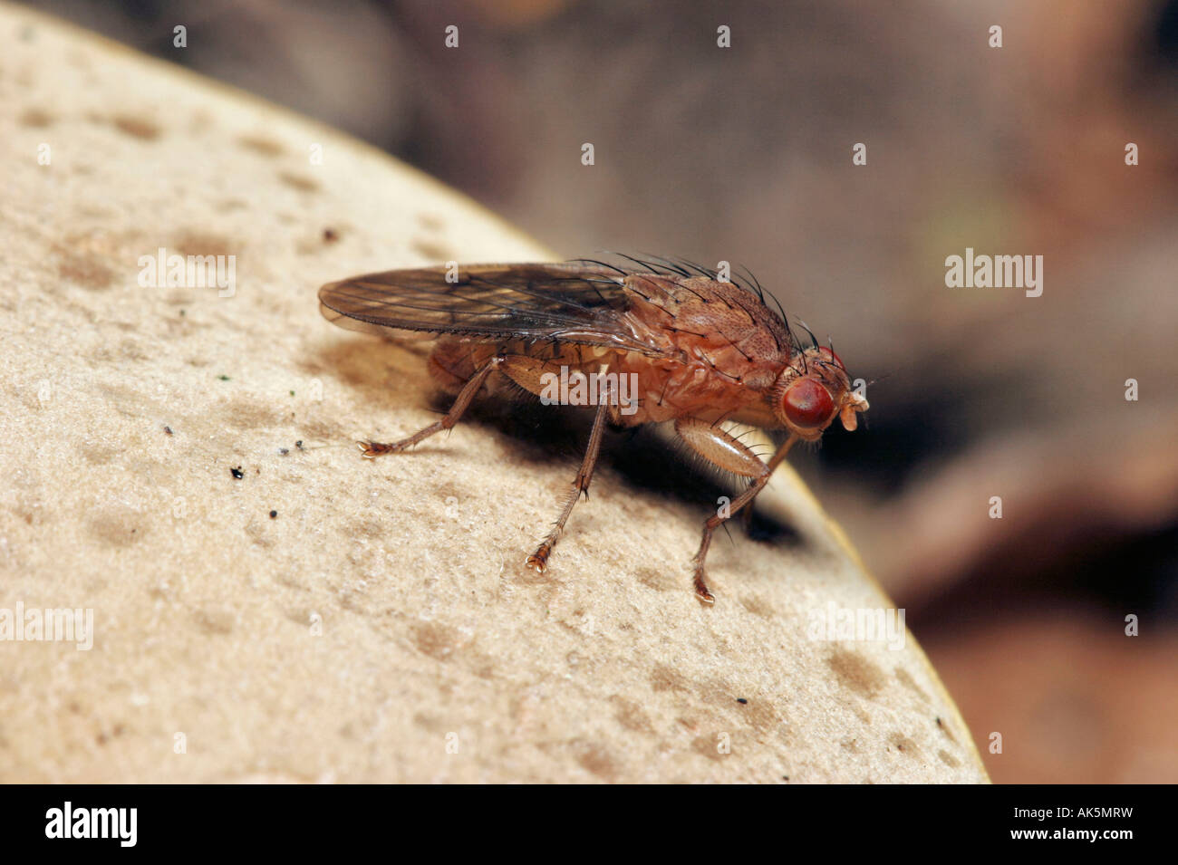 Humpbacked hi-res stock photography and images - Alamy