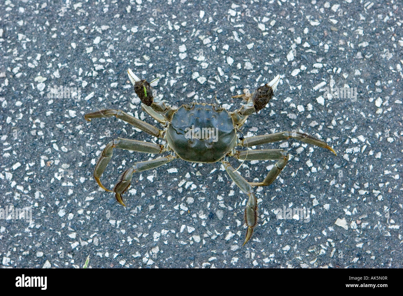 Chinese Mitten Crab Stock Photo - Alamy