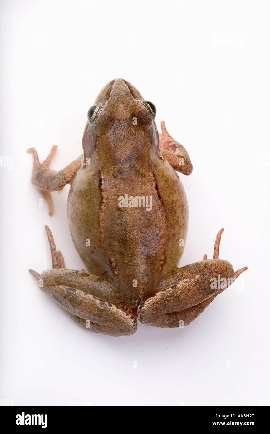 Common European Frog Stock Photo - Alamy