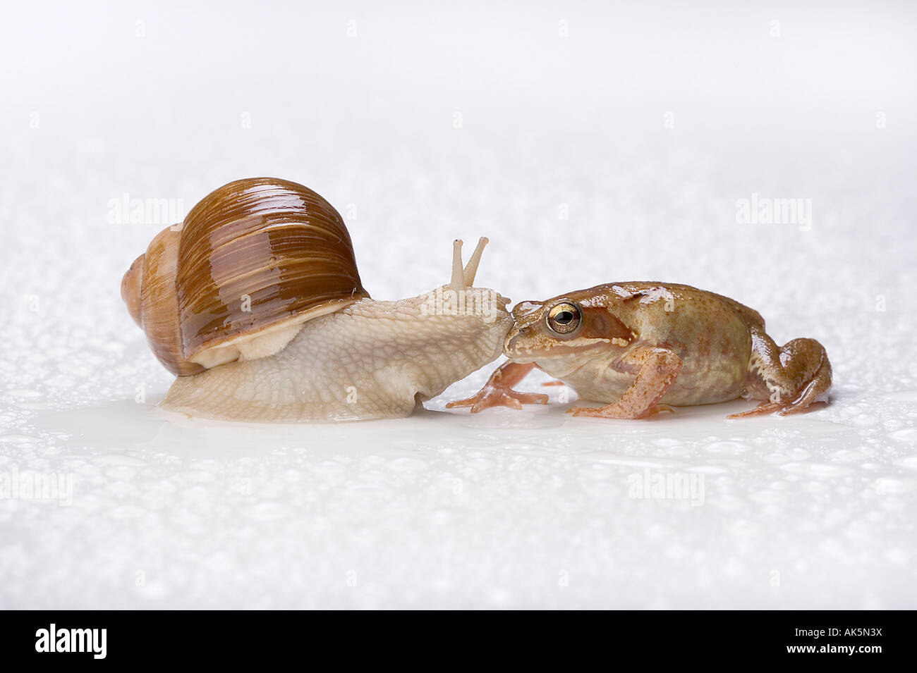 Common European Frog and Edible Snail Stock Photo - Alamy