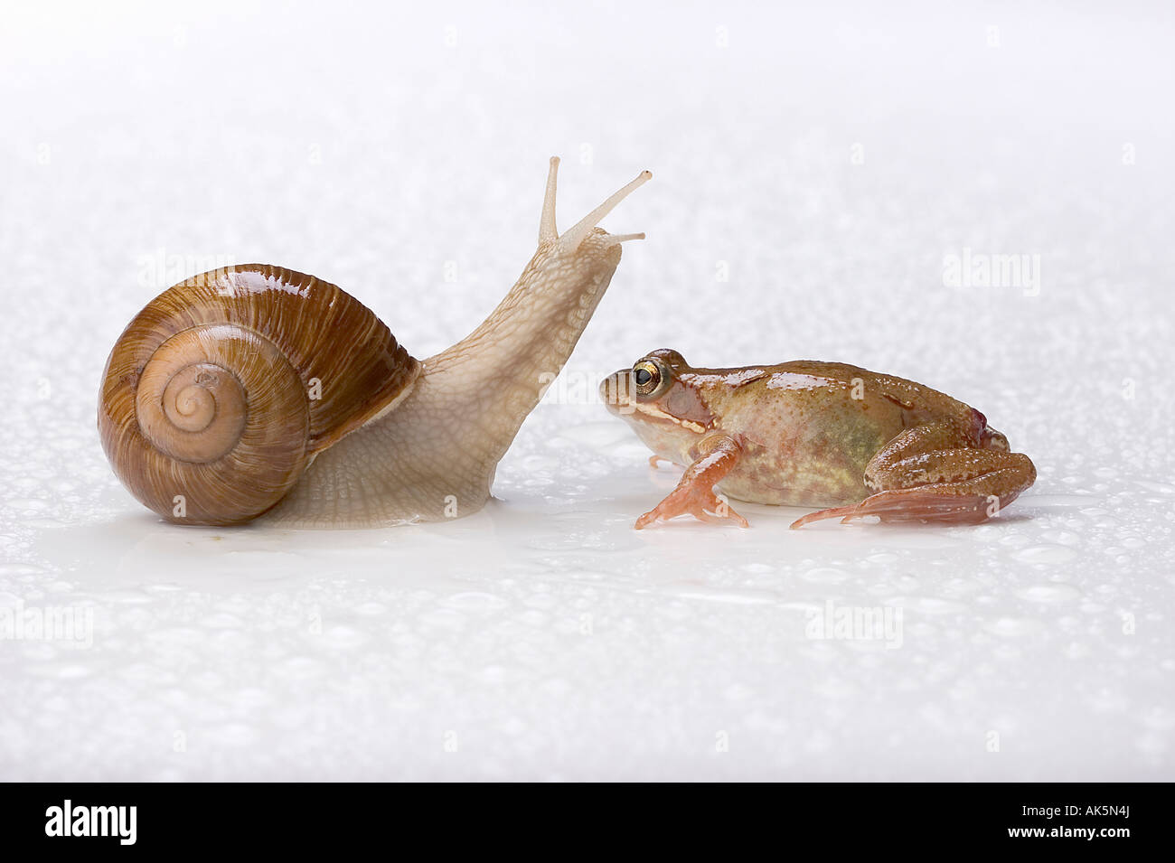 Snail frog hi-res stock photography and images - Alamy