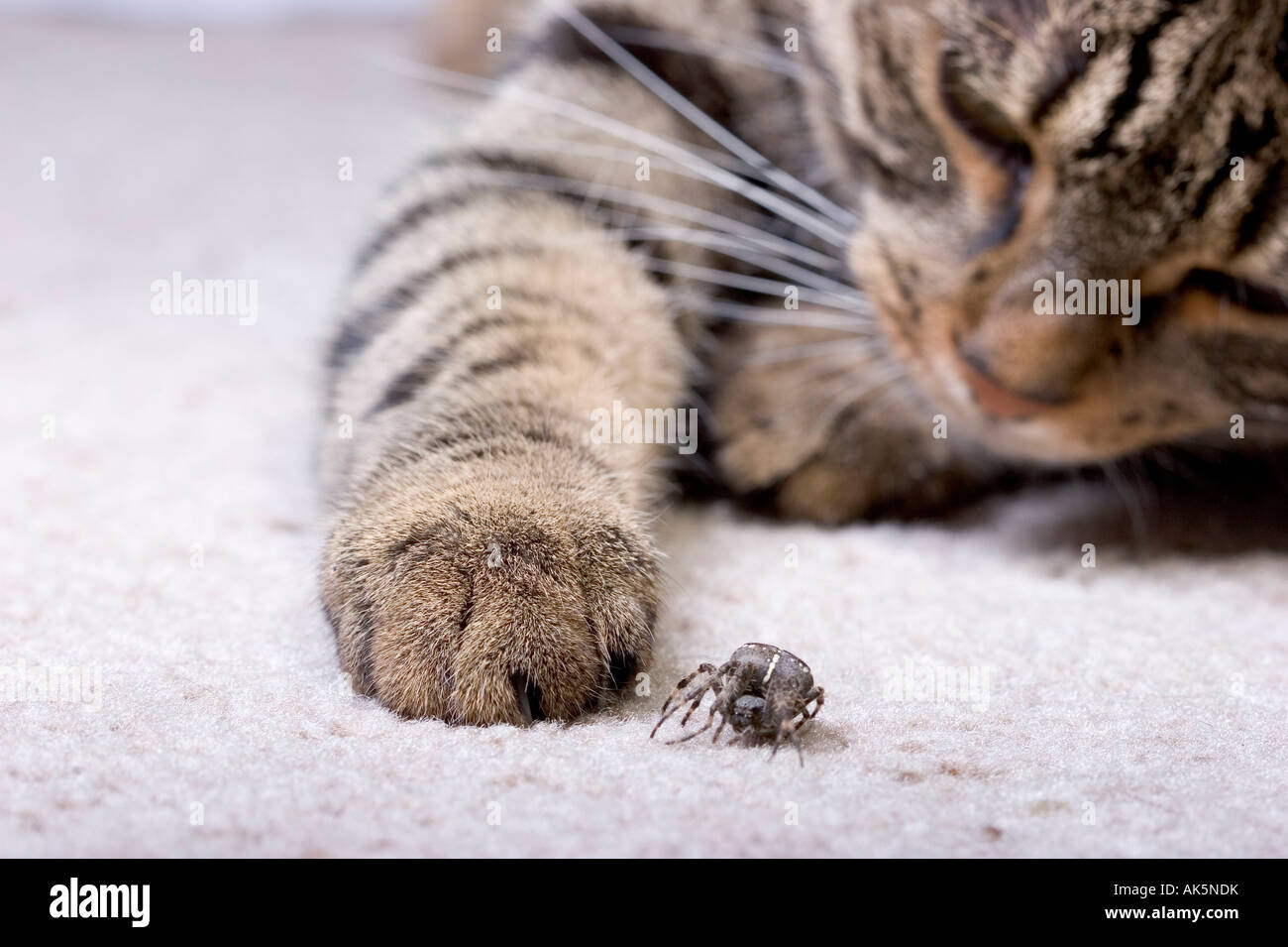 Domestic Cat and Spider Stock Photo - Alamy