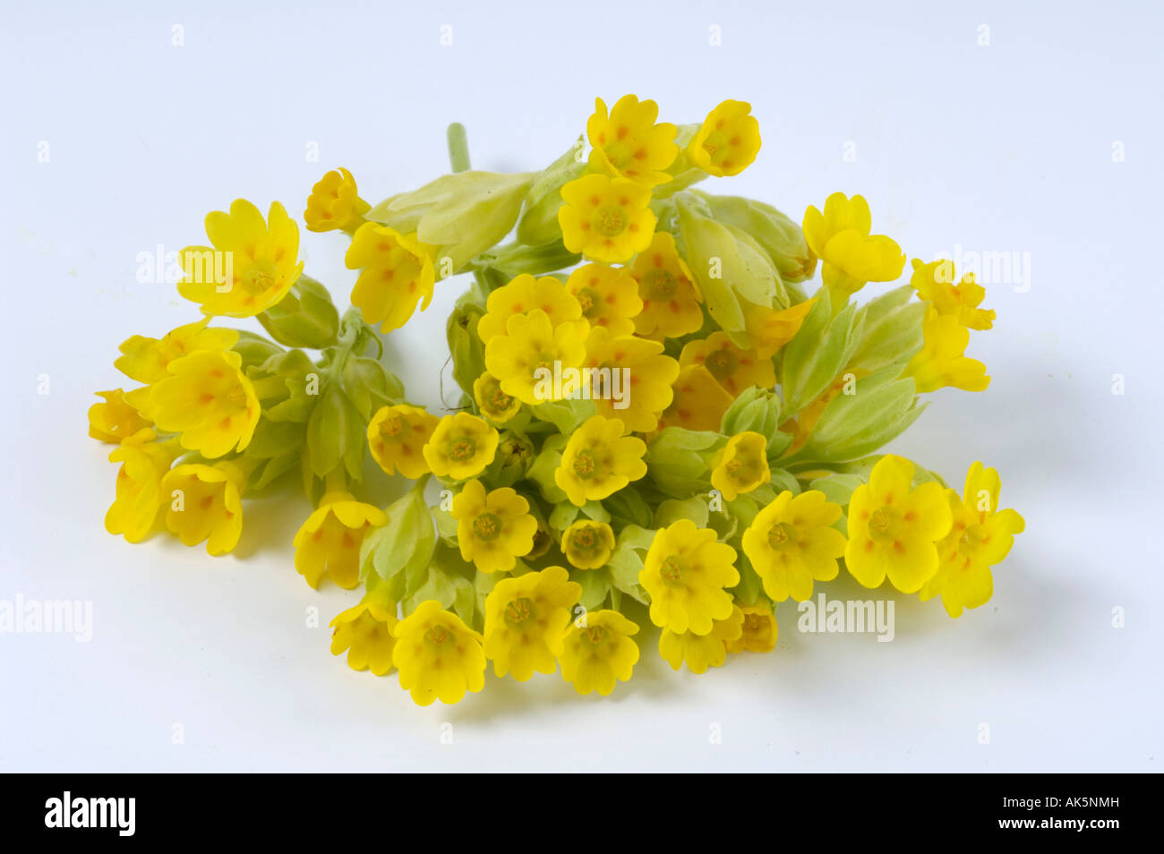 Medicinal cowslip Cut Out Stock Images & Pictures - Alamy
