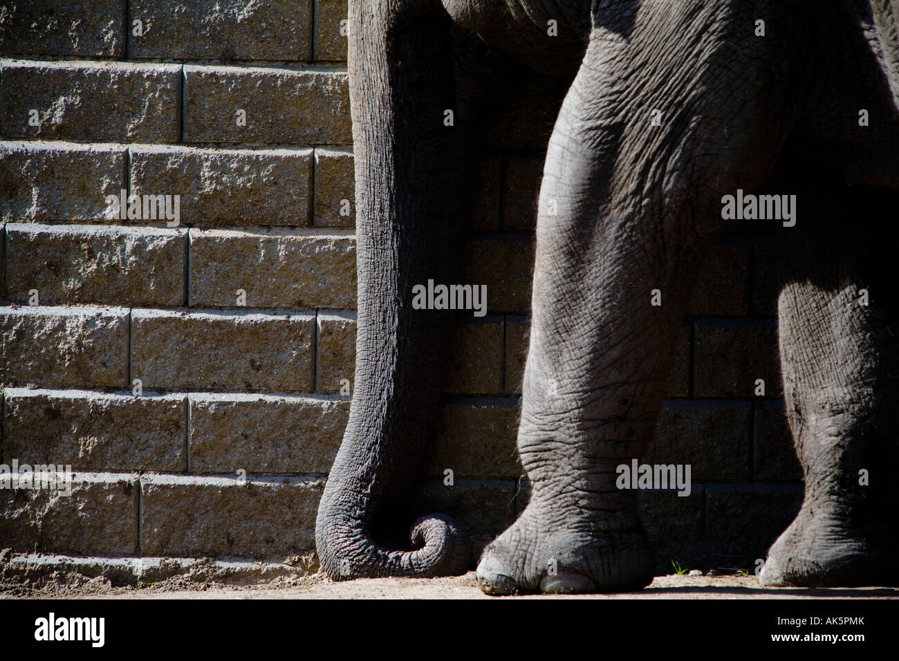 Elephant trunk and legs Stock Photo - Alamy