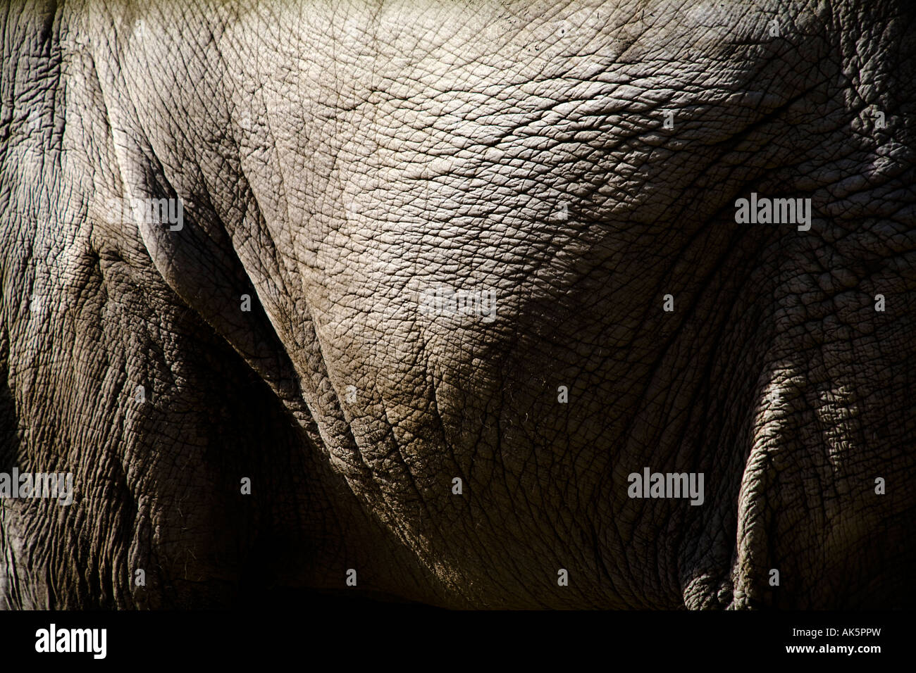 Close up of an elephant's side Stock Photo - Alamy