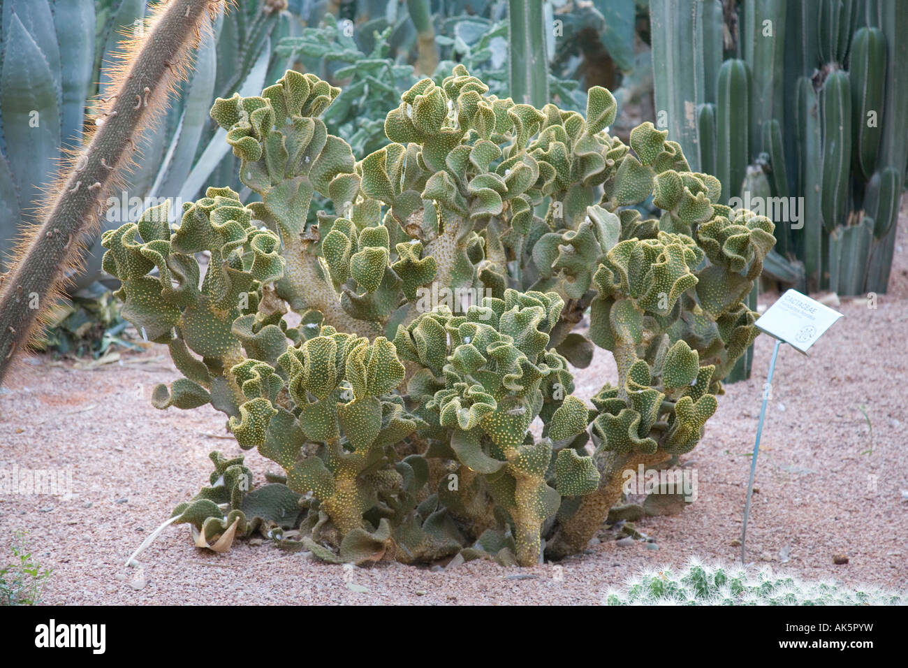 Cactus plants Marrakesh, Morocco ,Africa Stock Photo - Alamy