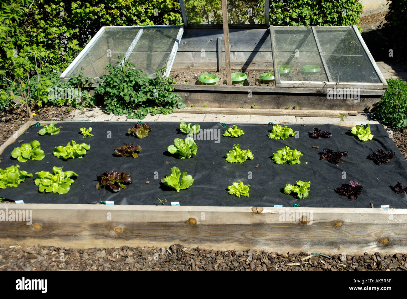Vegetable bed hi-res stock photography and images - Alamy