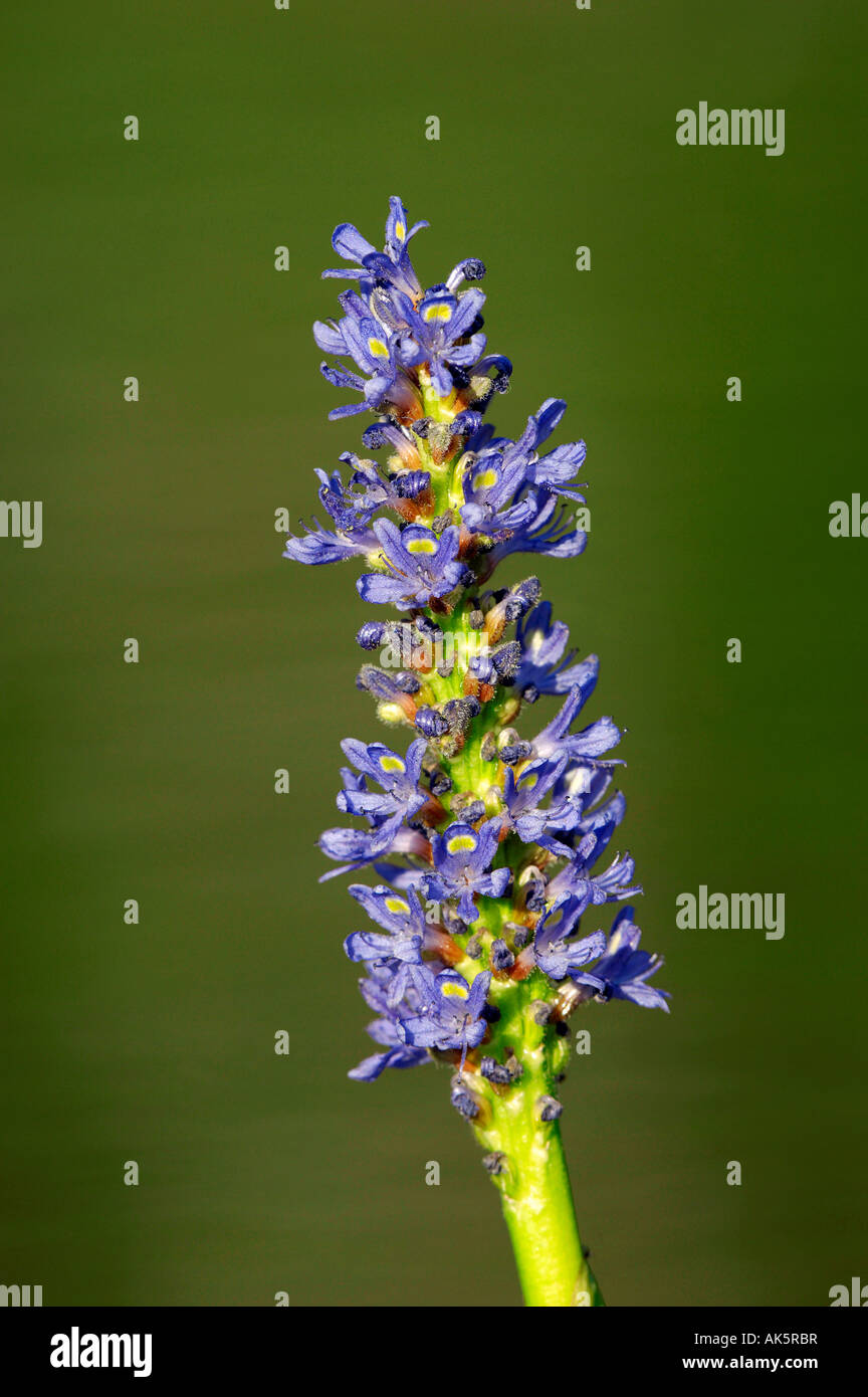Flowering pickerel weed hi-res stock photography and images - Alamy