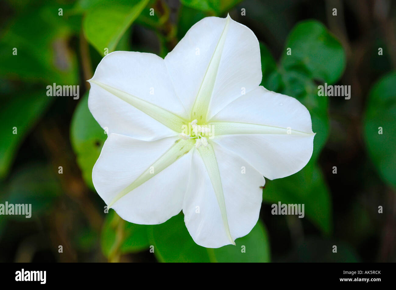 Ipomoea alba moonflower hi-res stock photography and images - Alamy