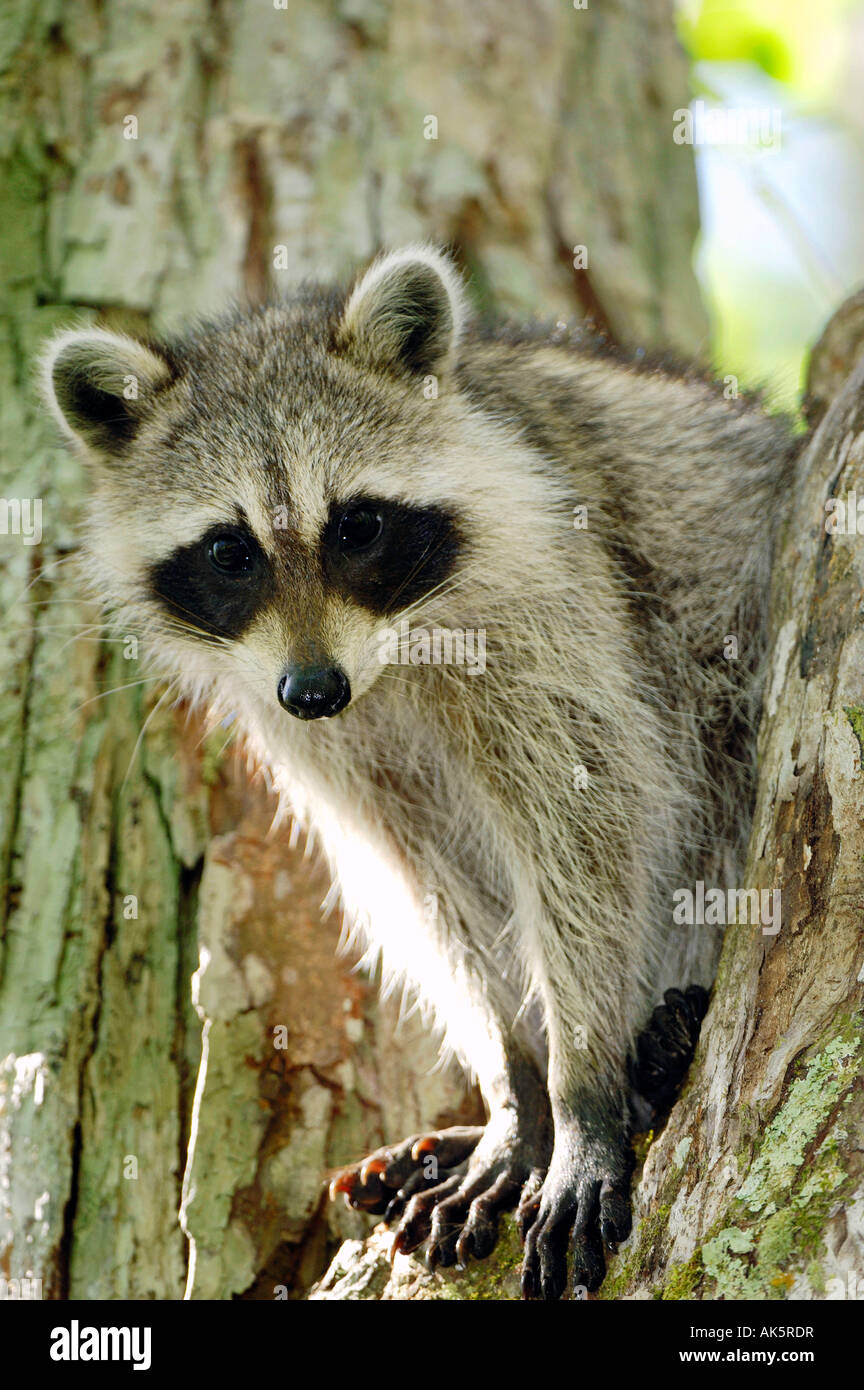 North florida raccoon hi-res stock photography and images - Alamy