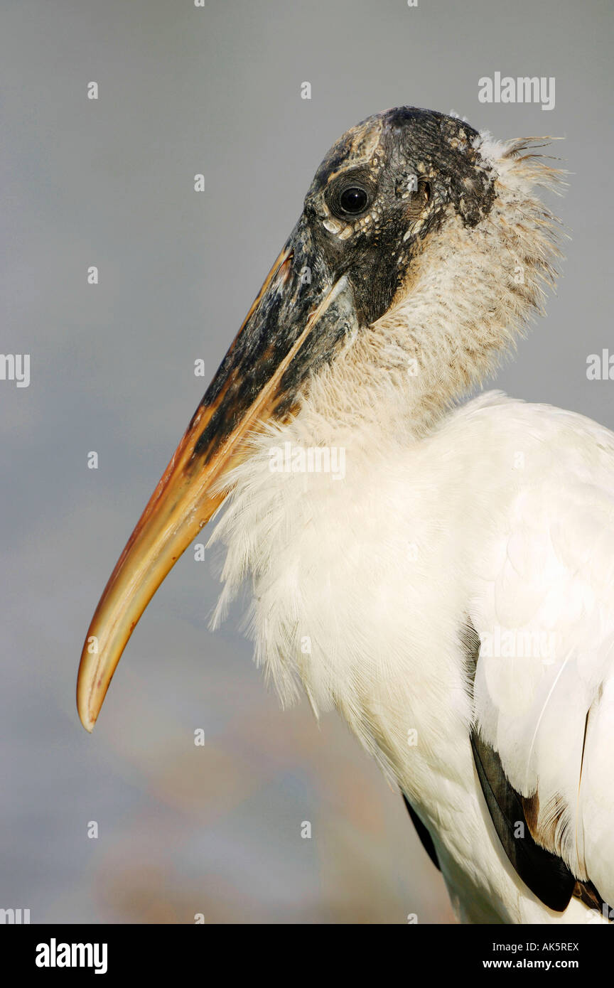 Woodstork portrait hi-res stock photography and images - Alamy