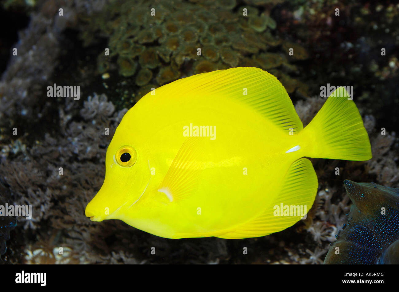 Yellow tang zebrasoma flavescens single hi-res stock photography and ...