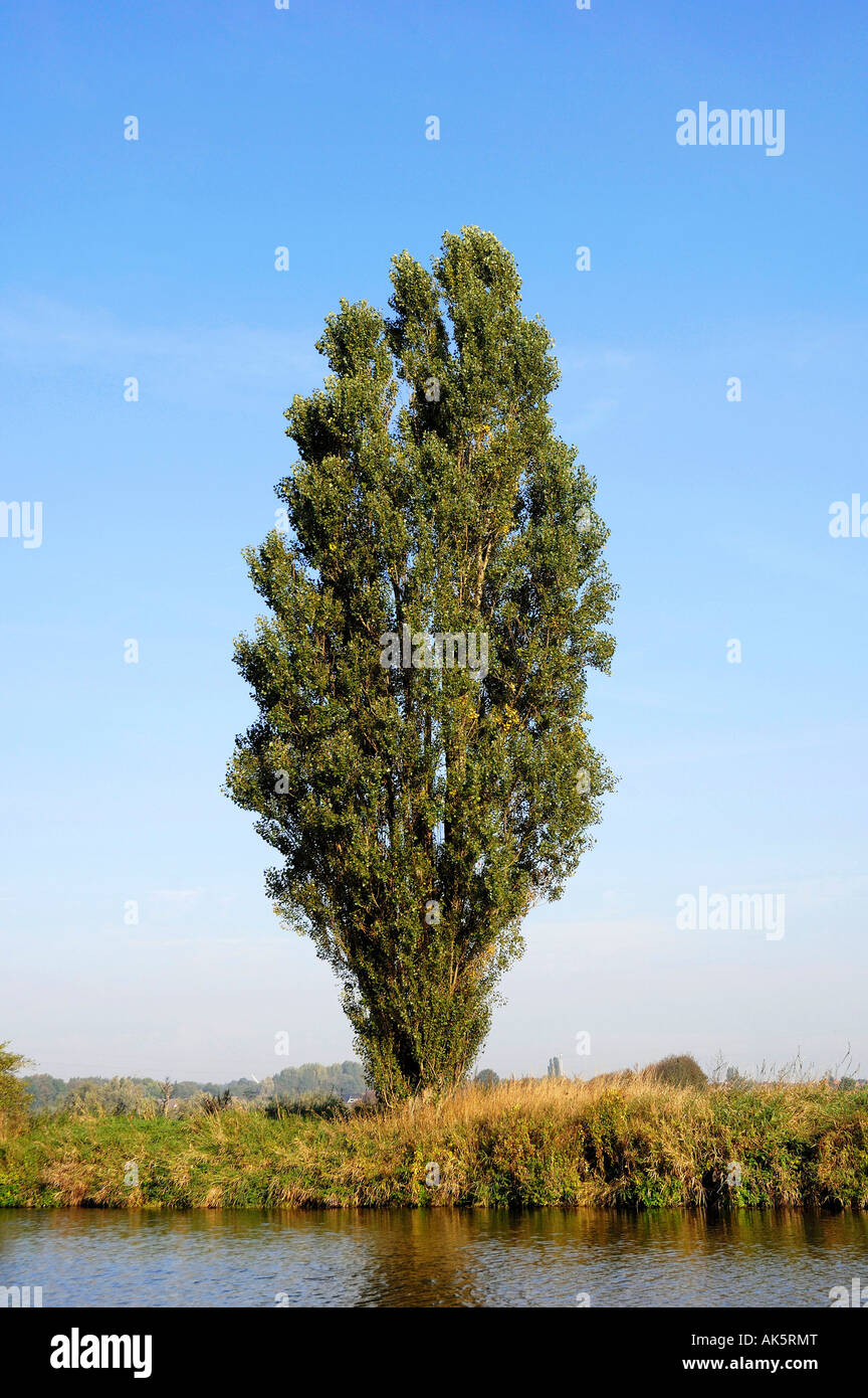 Lombardy poplar hi-res stock photography and images - Alamy