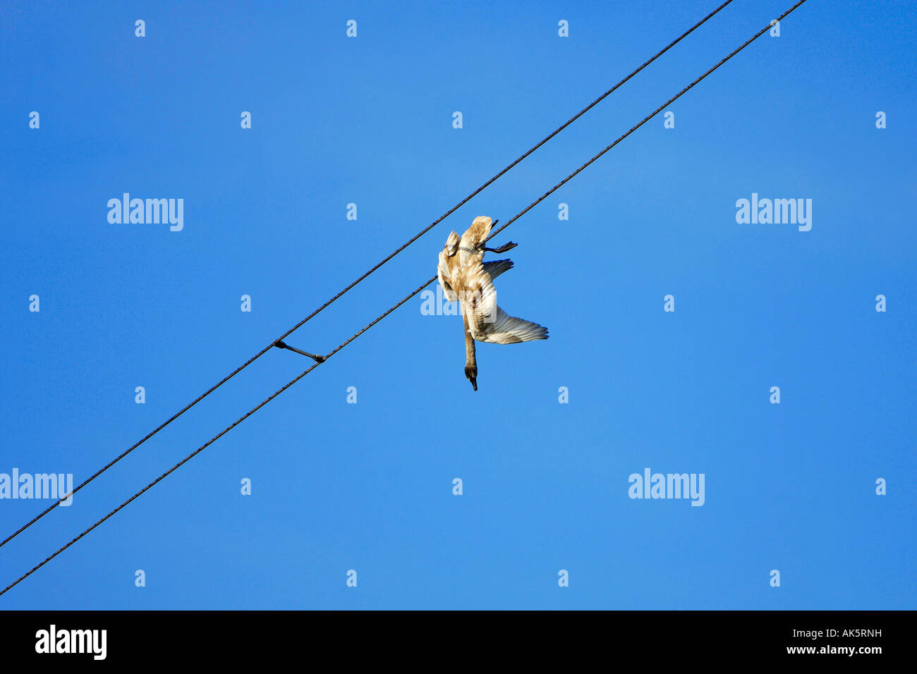 Wire swan hi-res stock photography and images - Alamy