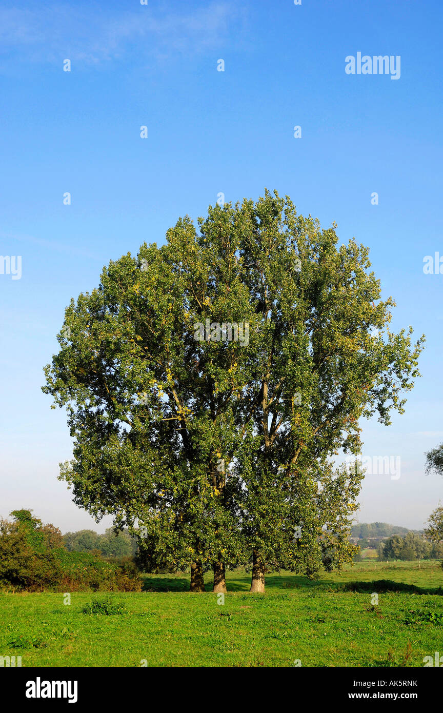 The black poplar hi-res stock photography and images - Alamy