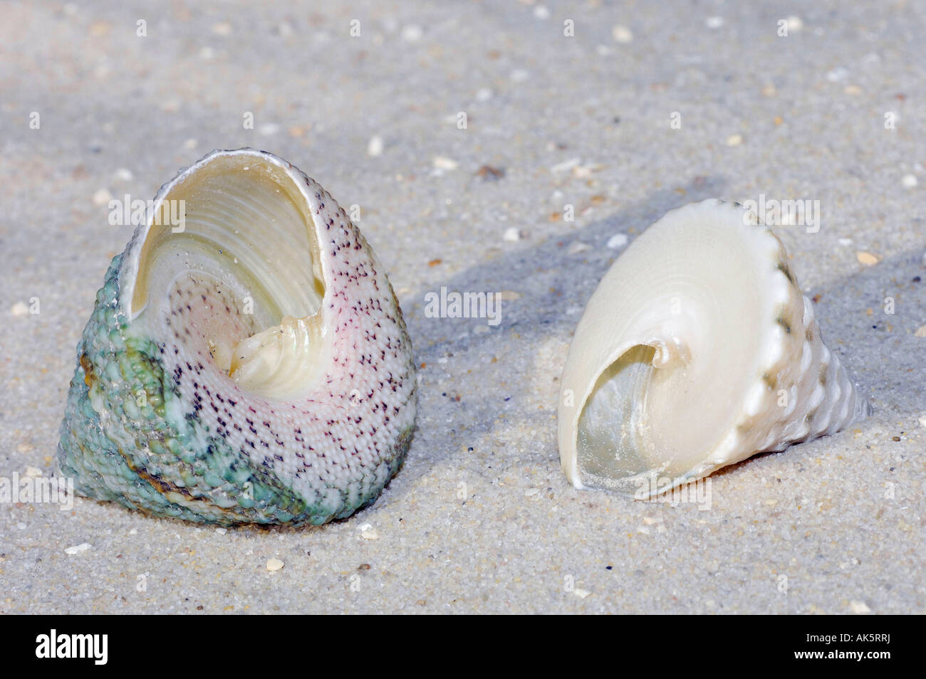 Tectus pyramis hi-res stock photography and images - Alamy