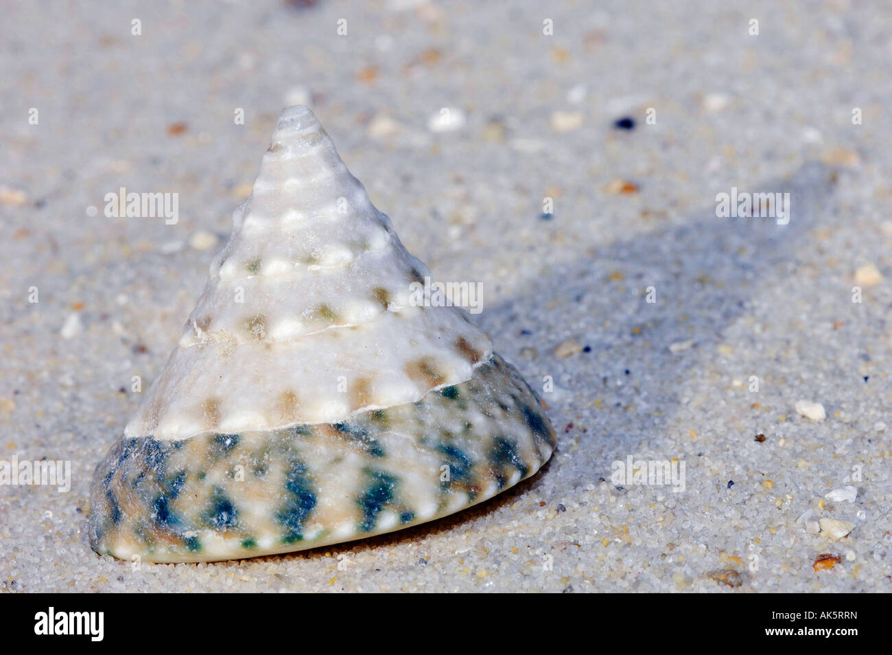 Tectus pyramis hi-res stock photography and images - Alamy