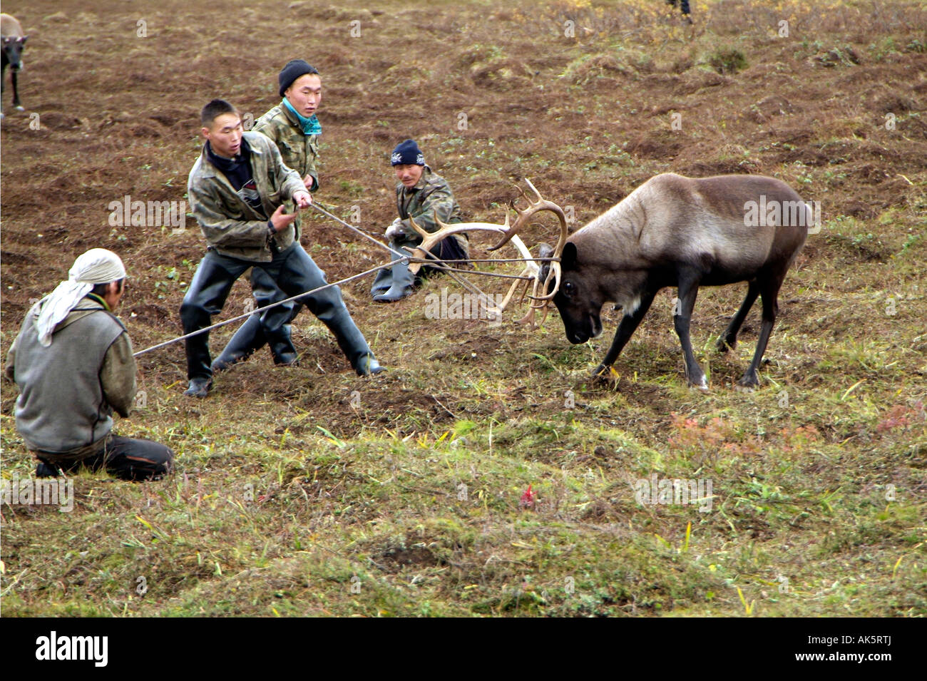Reindeer catching hi-res stock photography and images - Alamy