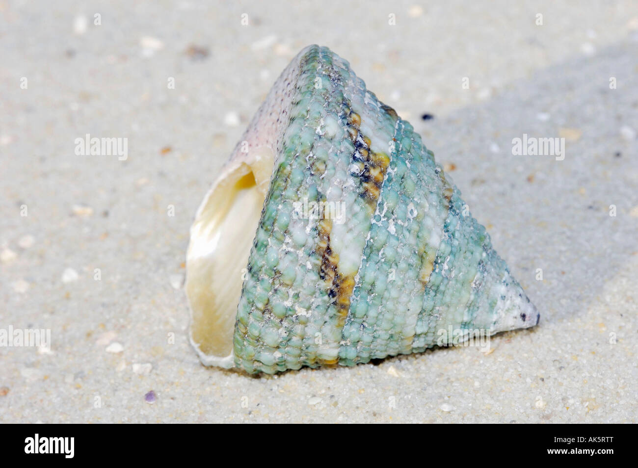Tectus hi-res stock photography and images - Alamy