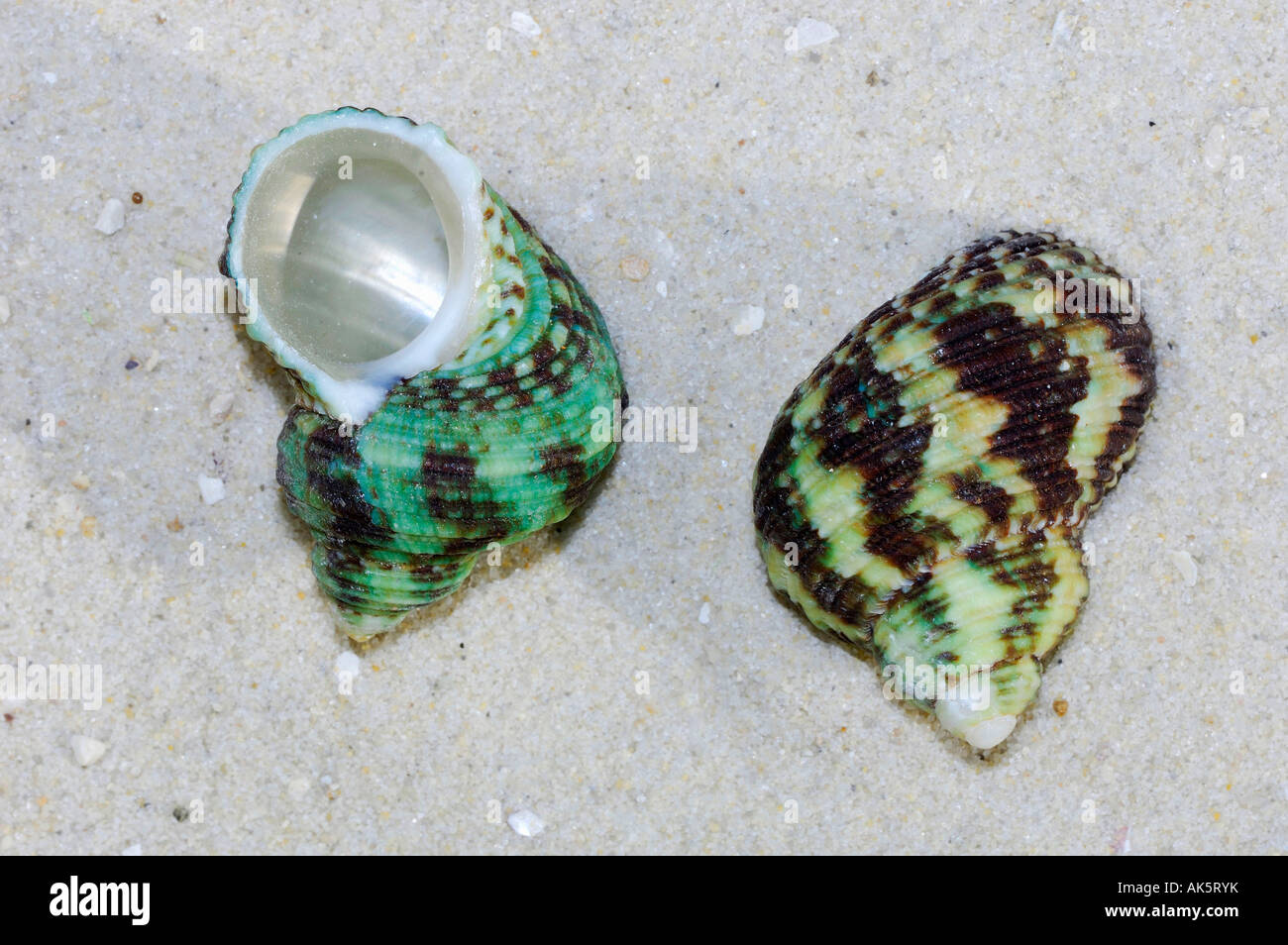 Green Turbo Snail Stock Photo - Alamy