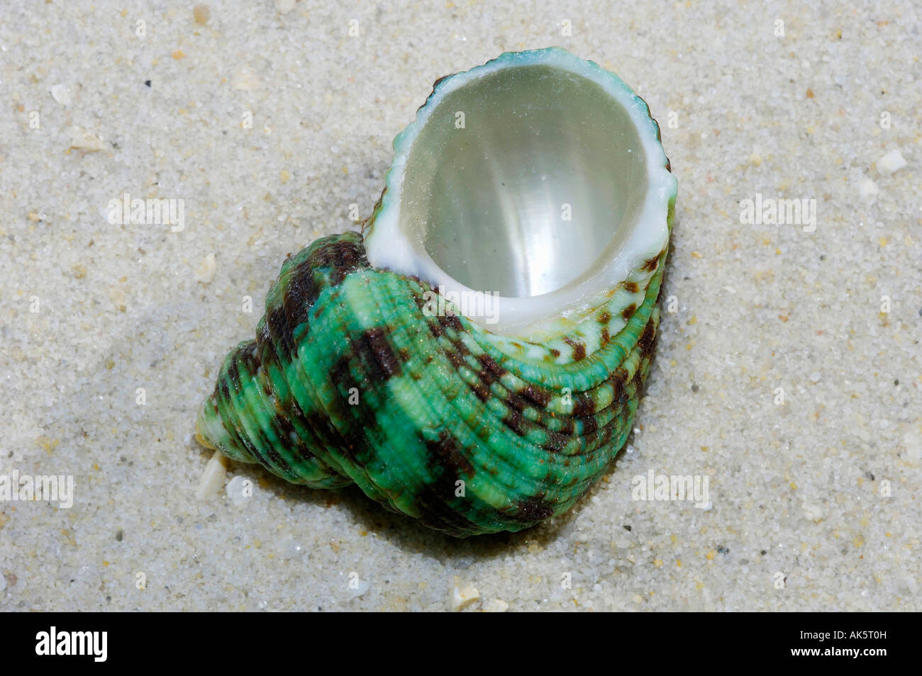 Green Turbo Snail Stock Photo - Alamy