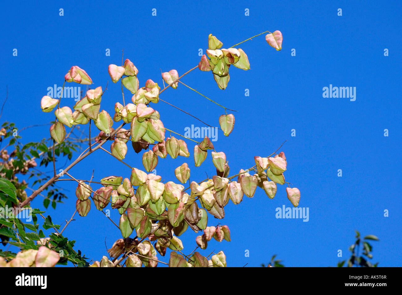 Raintree hi-res stock photography and images - Alamy