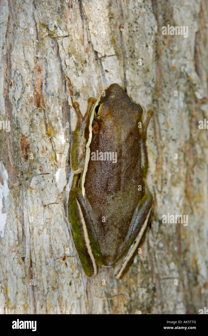 Green treefrog hyla cinerea adult hi-res stock photography and images ...