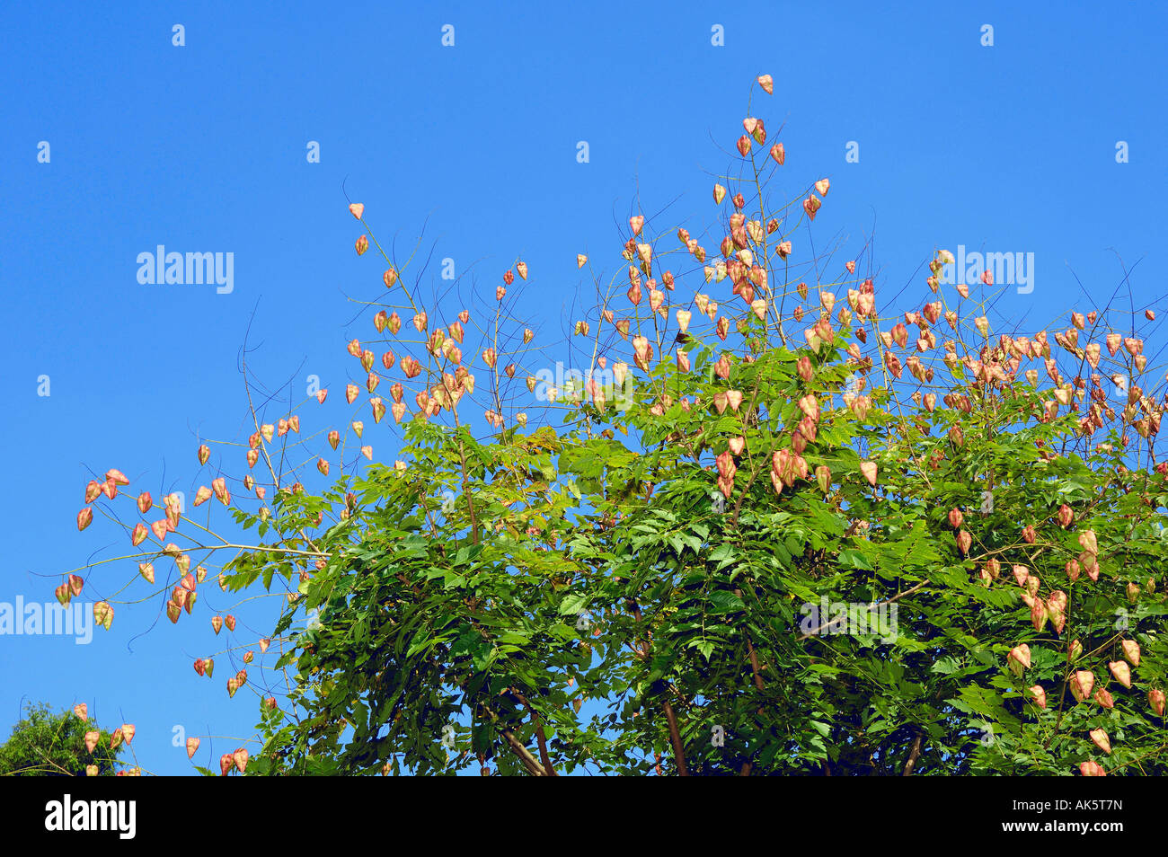 Raintree hi-res stock photography and images - Alamy