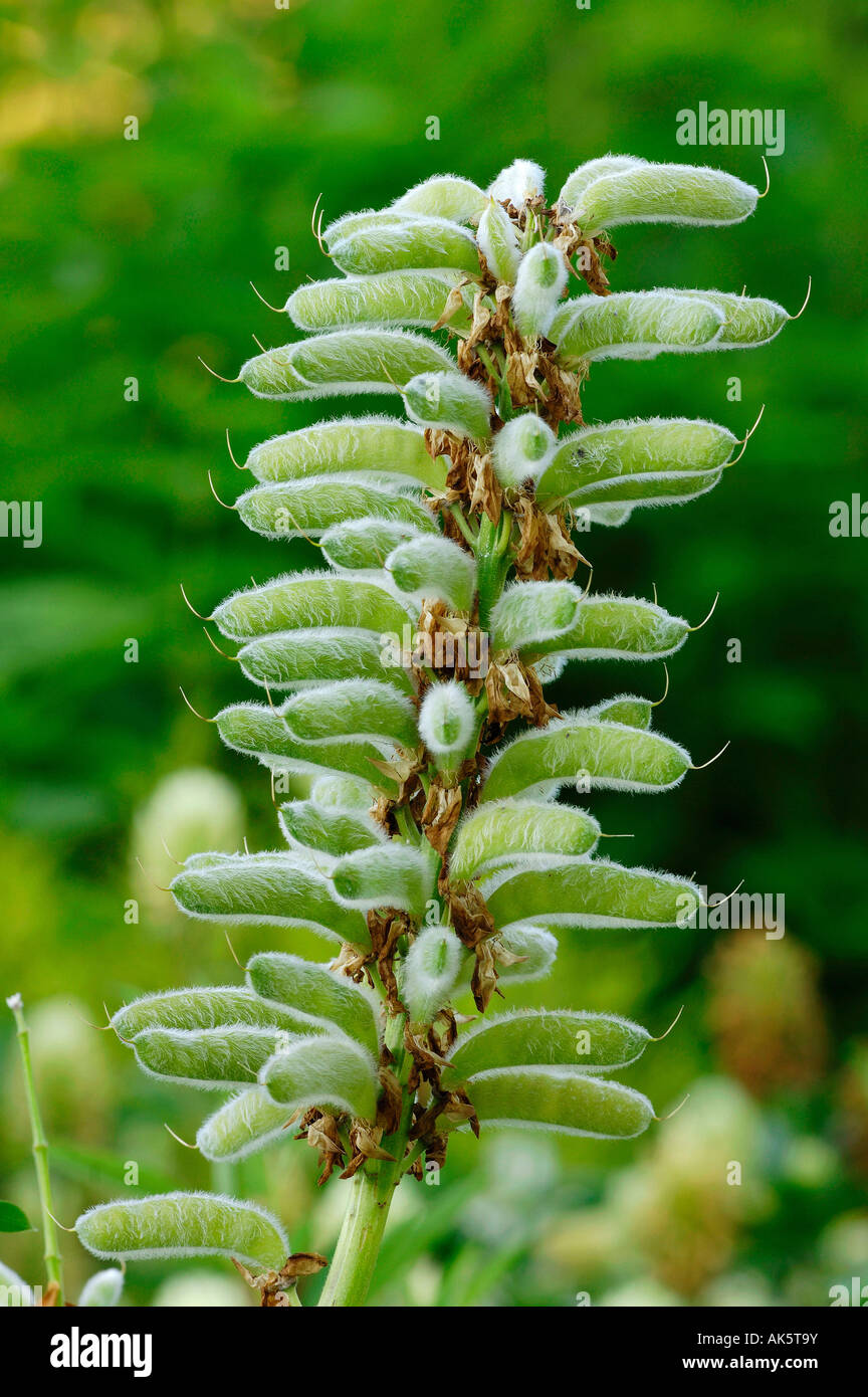 Lupine pod hi-res stock photography and images - Alamy