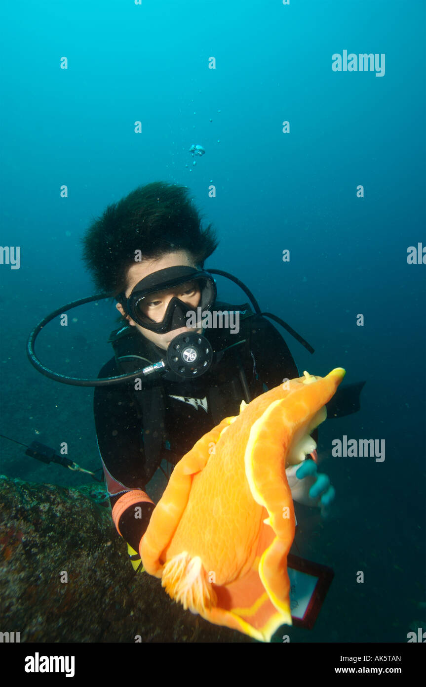 spanish dancer Hexabranchus sanguineus Stock Photo - Alamy