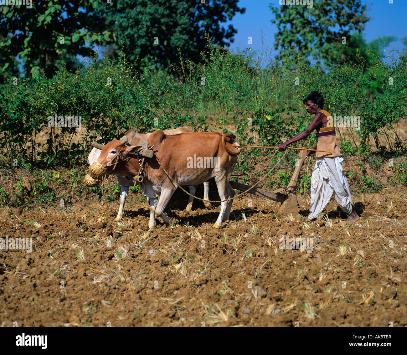 Farmer with Oxen Stock Photo - Alamy