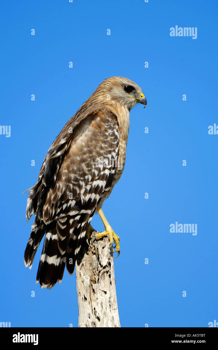 Hawk about hi-res stock photography and images - Alamy