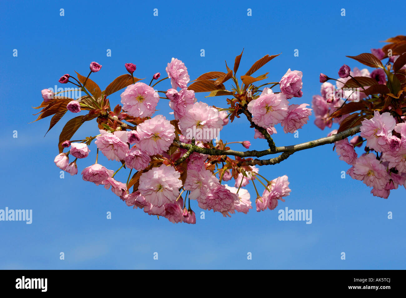 Japanese Cherry Tree Stock Photo - Alamy