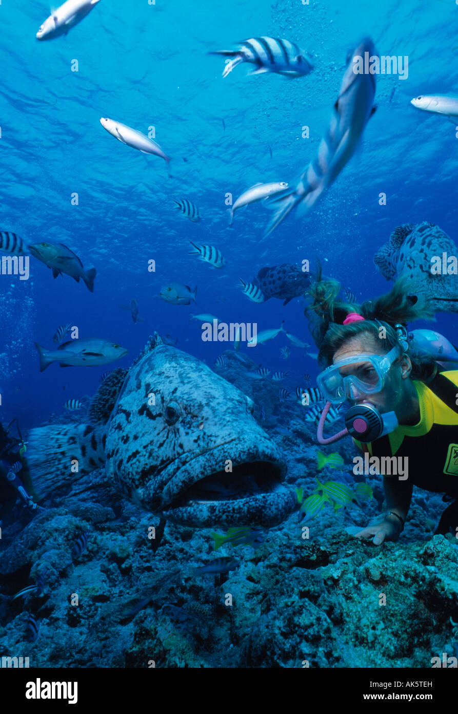 Australia. Scuba diving. Female diver underwater close to large Potato ...