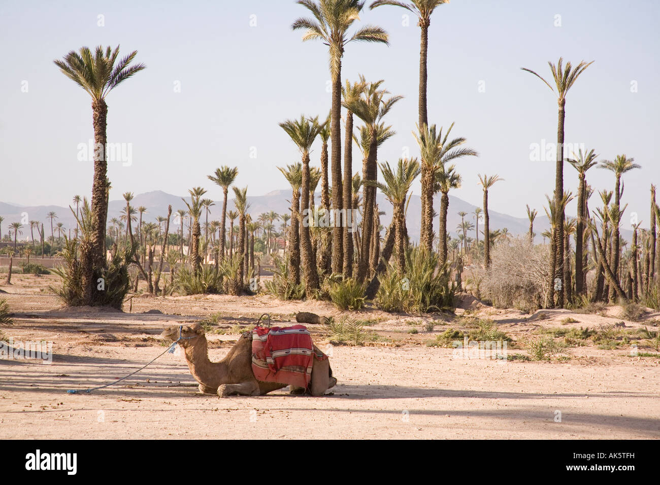 Palmeraie marrakech maroc hi-res stock photography and images - Alamy