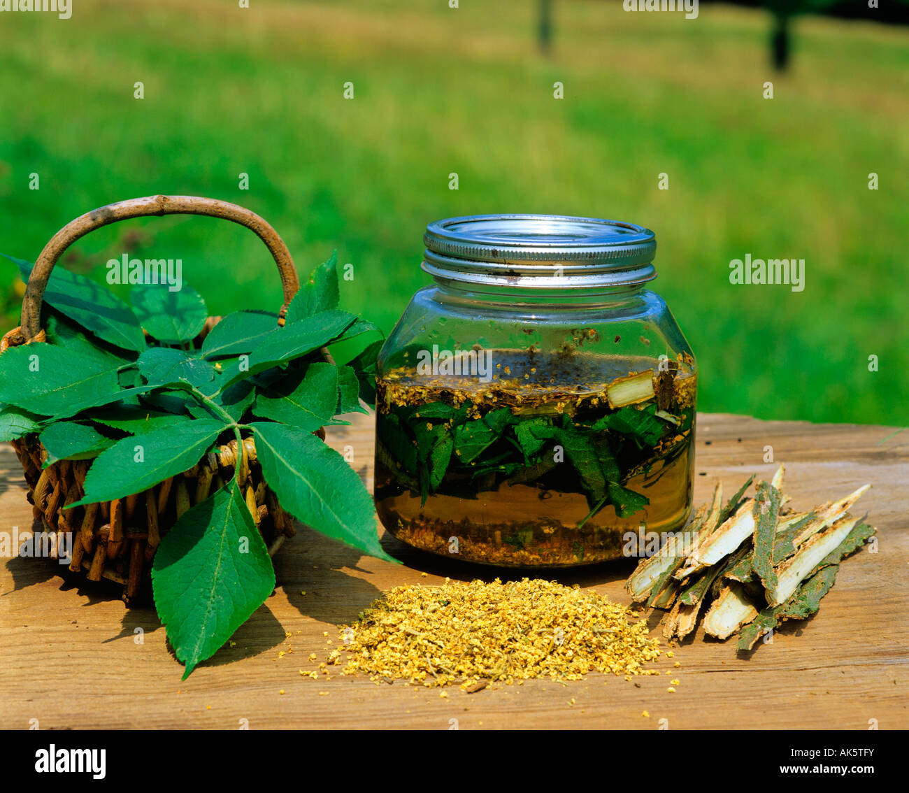 Elder bark sambucus nigra hi-res stock photography and images - Alamy