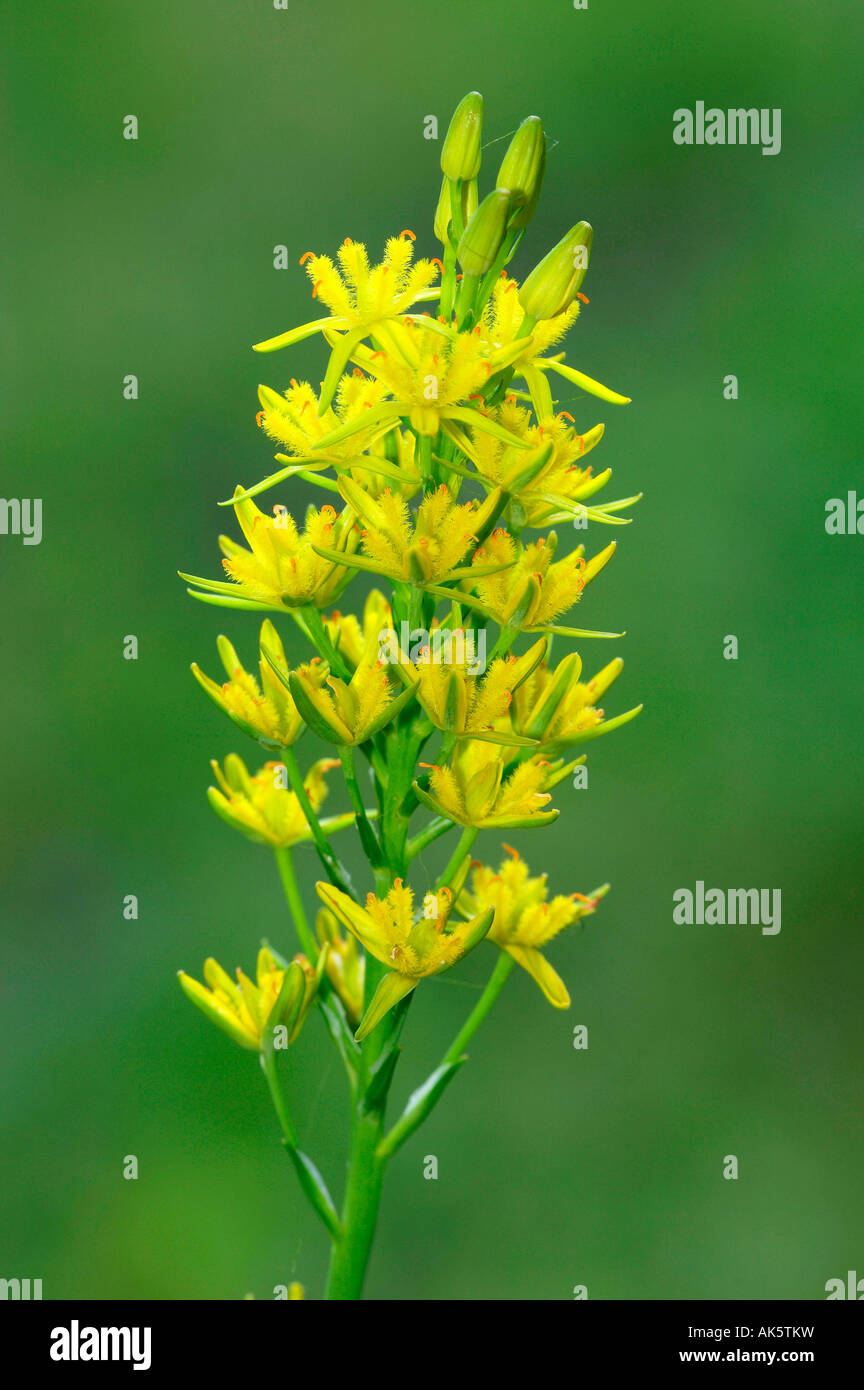Yellow bog hi-res stock photography and images - Alamy