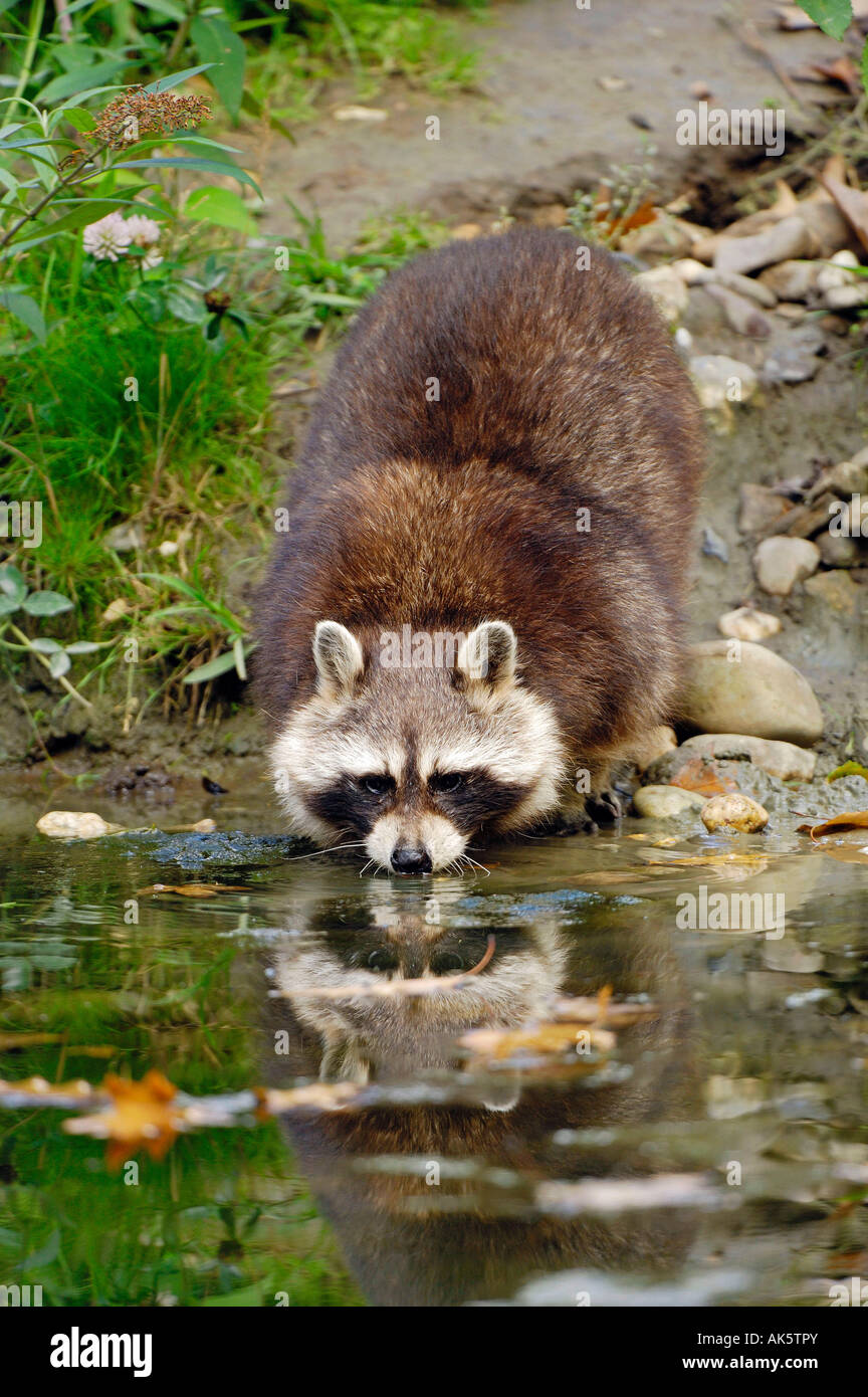 Raccoon drinking hi-res stock photography and images - Alamy